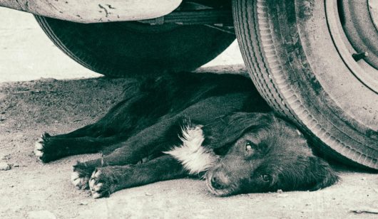 'El día del perro', de Caroline Lamarche | Koratai